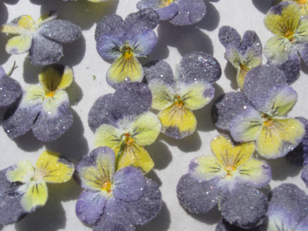 24 Edible Candied Flowers - Crystallized Flowers - Real Pansies Violas ...