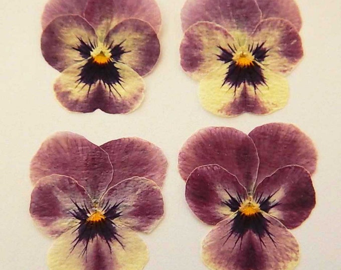 24 Edible Flowers Raspberry Sorbet Pansy Violas - Perfect Pressed ...