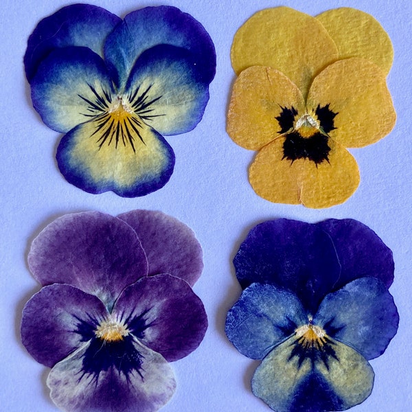 Pressed Pansies - Etsy