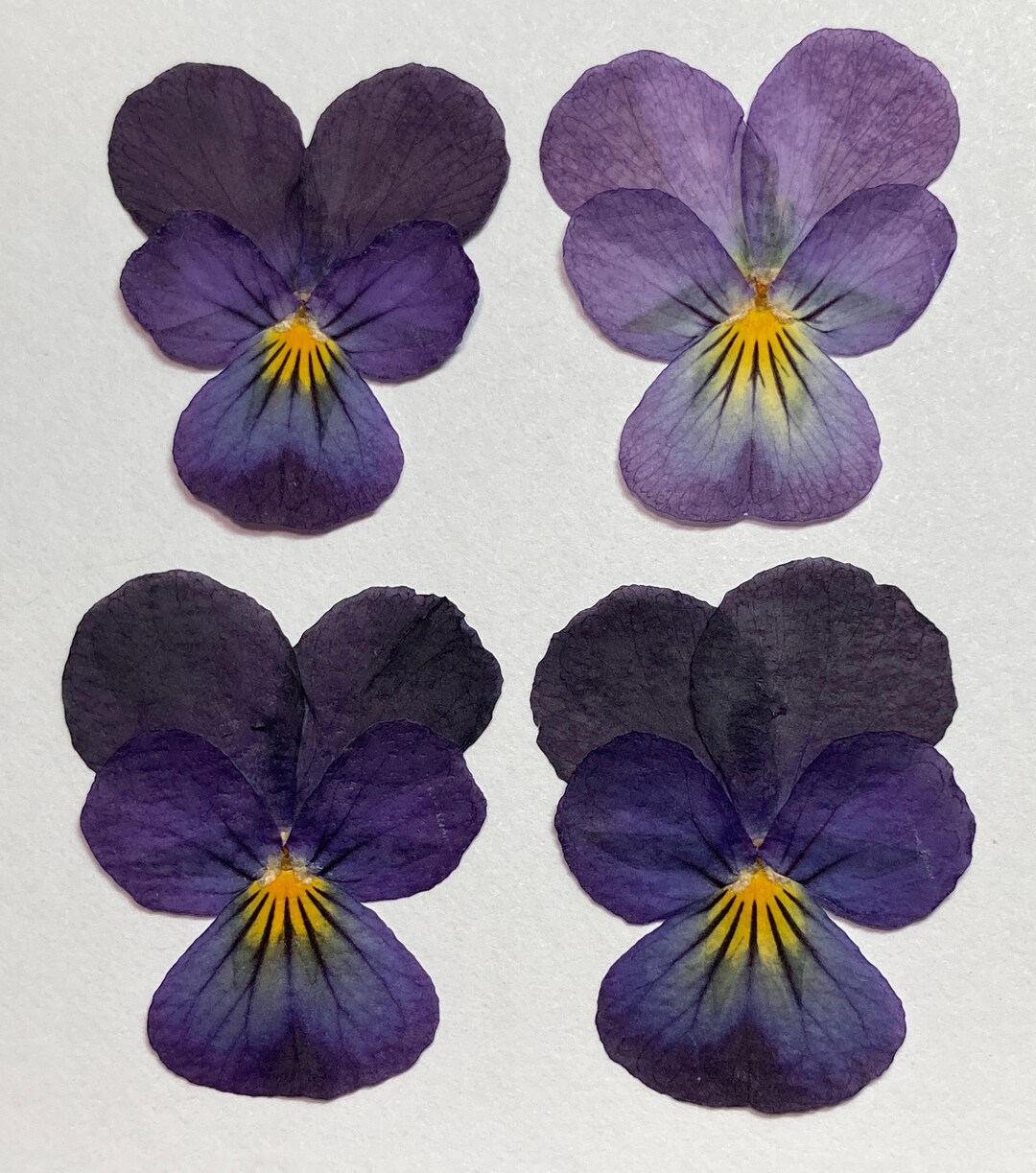 24 Edible Flowers Violet Pansies Violas Perfect Pressed Flowers for ...