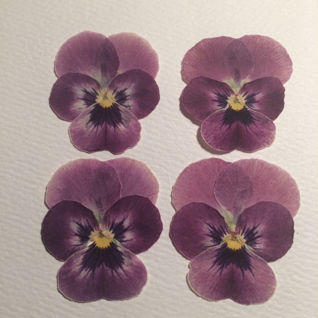 24 Dark Raspberry Sorbet Violas - Perfect Pressed Pansy Flowers Edible ...