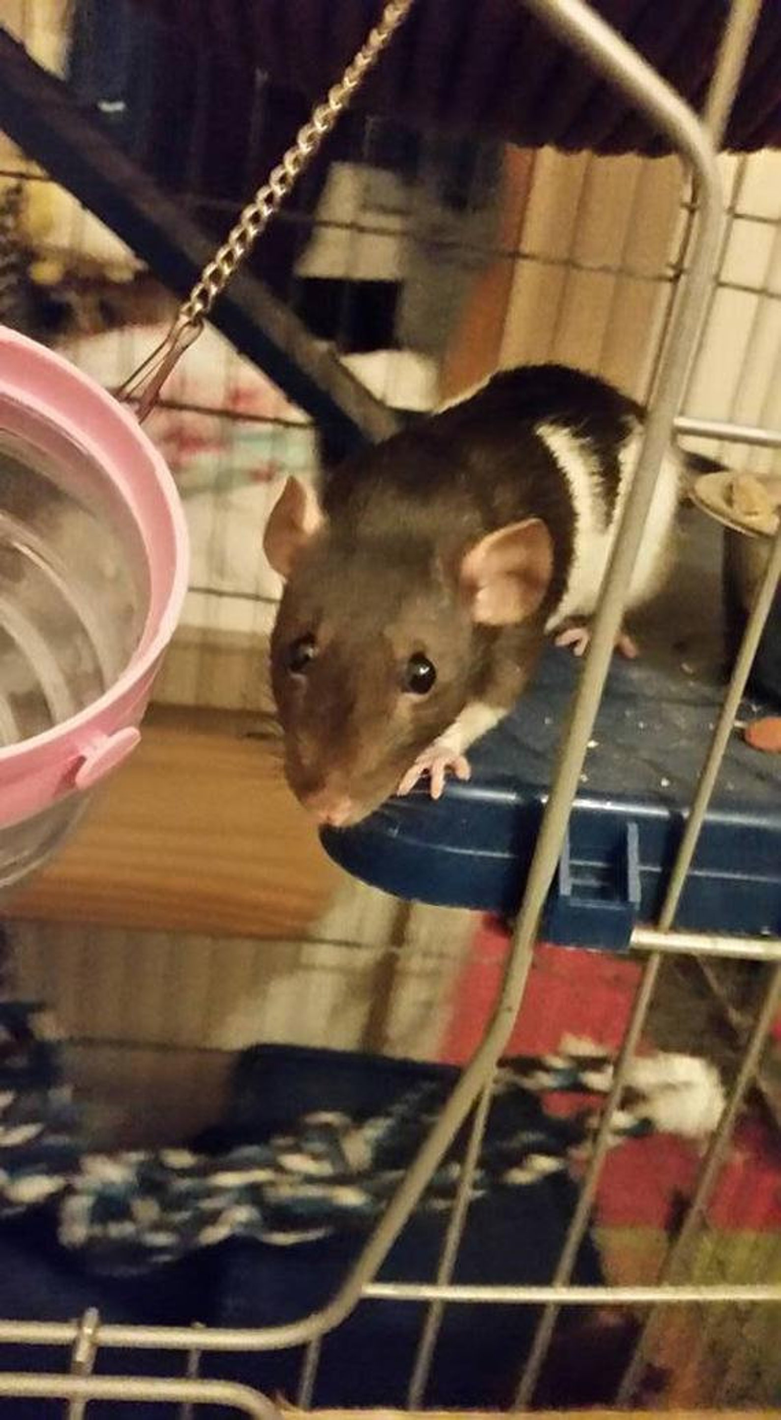 Rat Necklace Mouse Necklace Silver Rat Gift Rat Jewellery | Etsy