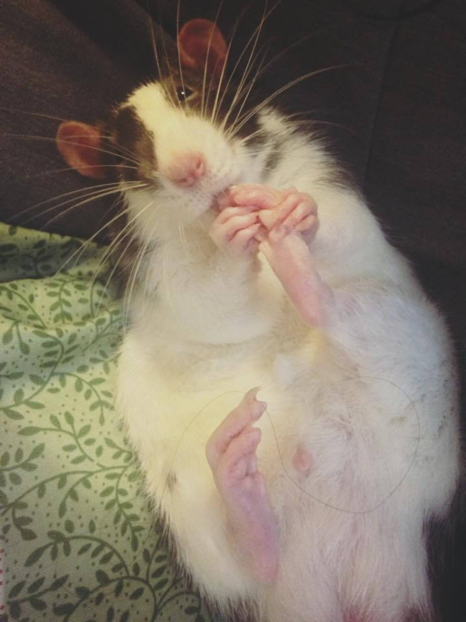 Rat Necklace Rat Pendant Rat Jewellery Rat Gift Rodent | Etsy