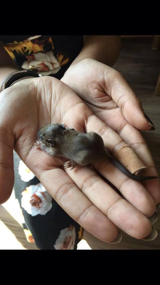 Rat Necklace Mouse Necklace Silver Rat Gift Rat Jewellery | Etsy