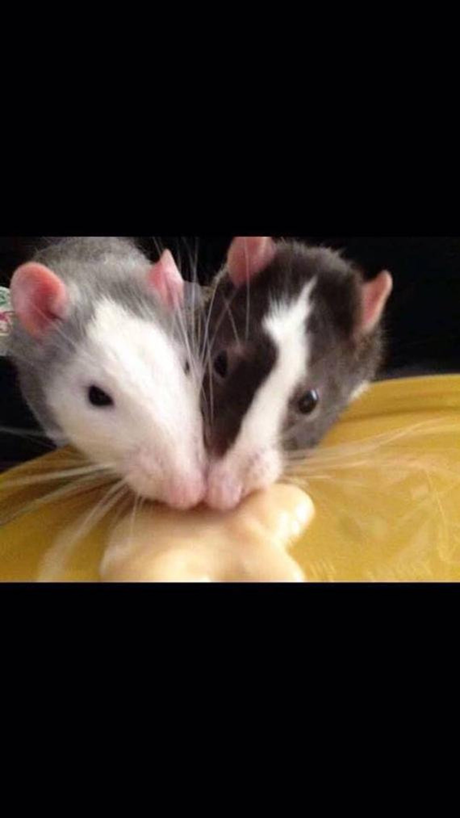 Rat Necklace Mouse Necklace Silver Rat Gift Rat Jewellery | Etsy