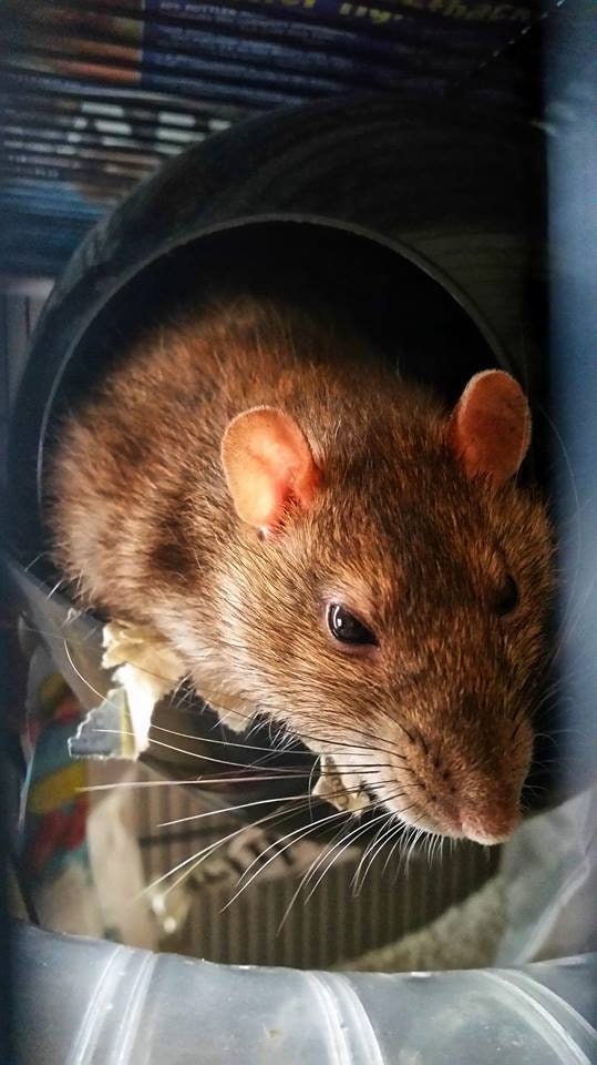 Rat Necklace Mouse Necklace Silver Rat Gift Rat Jewellery | Etsy