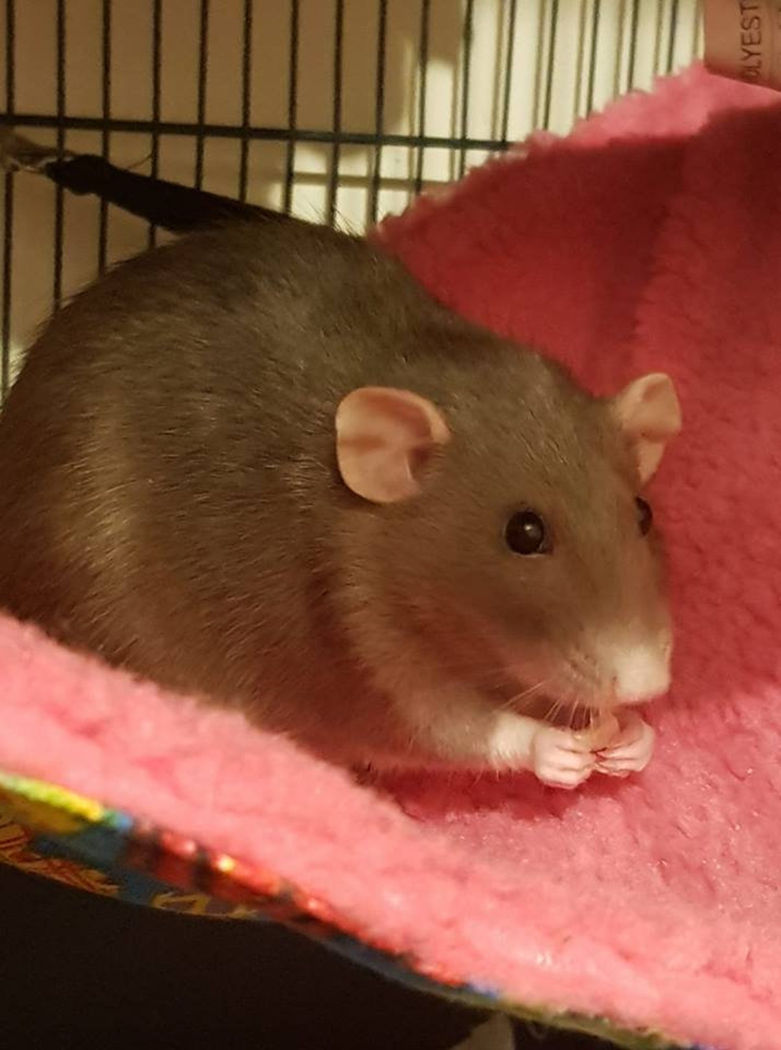 Rat Necklace Mouse Necklace Silver Rat Gift Rat Jewellery | Etsy