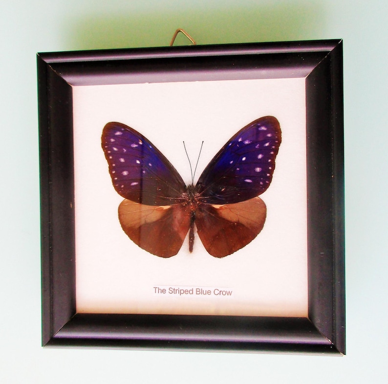 Ships FREE! 5x5 Real Striped Blue Crow Butterfly Specimen India/ SE ...