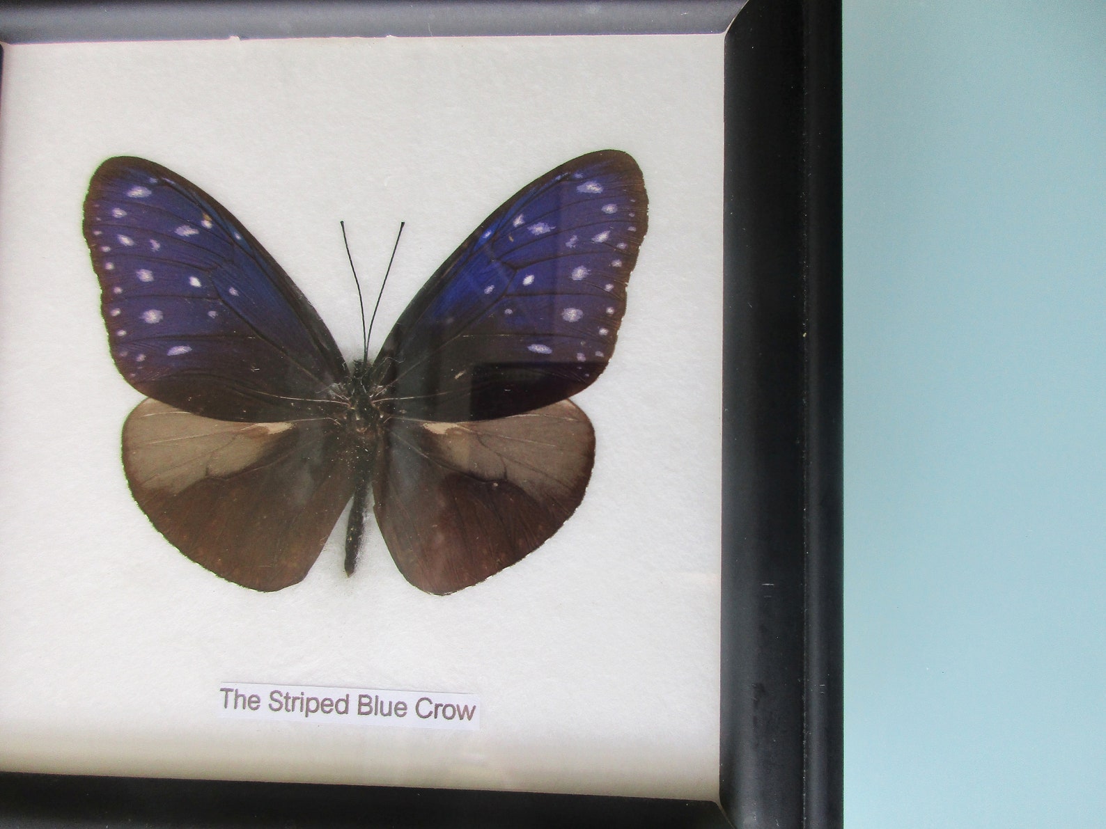 Ships FREE! 5x5 Real Striped Blue Crow Butterfly Specimen India/ SE ...