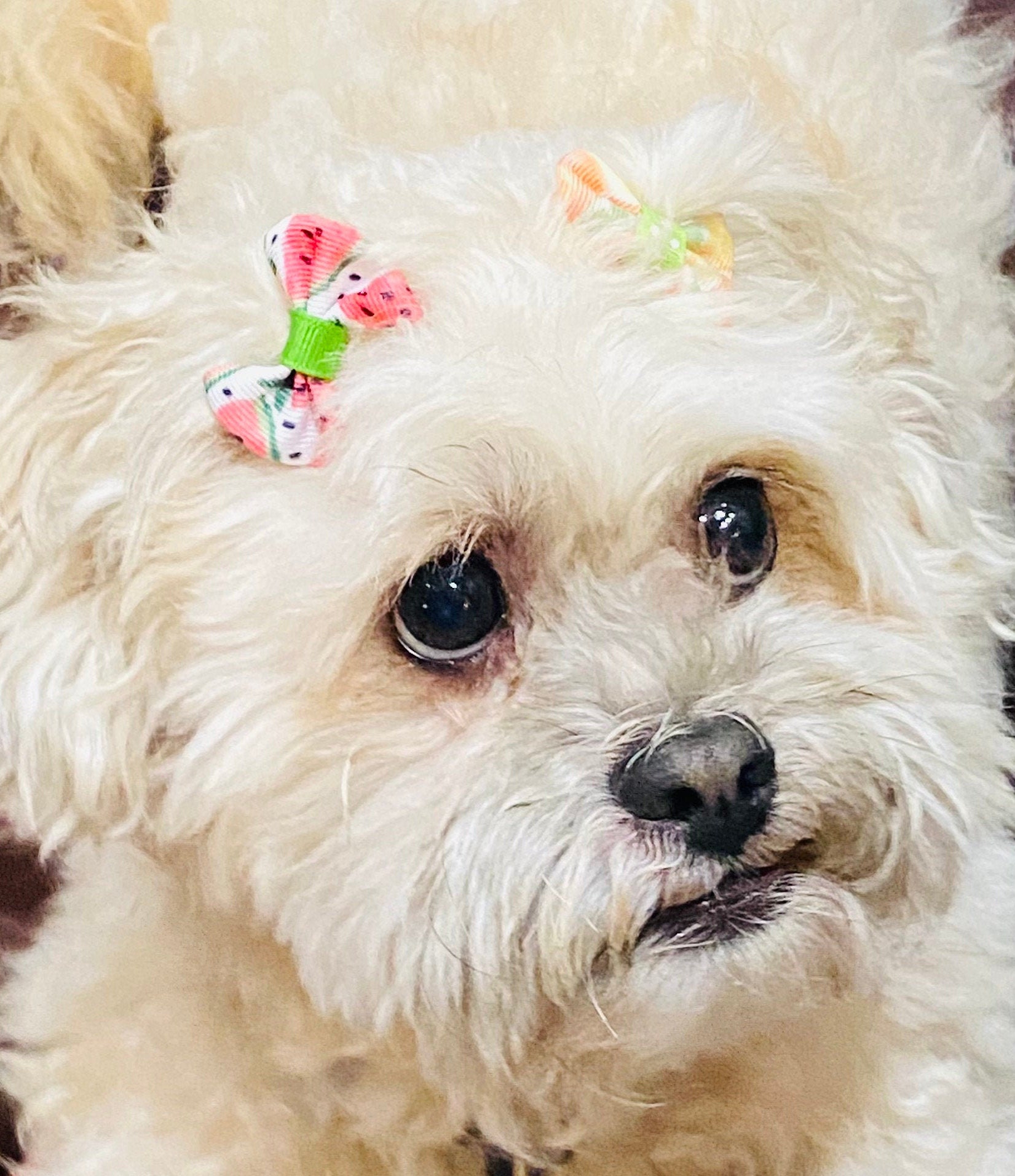 Dog Hair Bows 1.5 Inch Bow Small Dog Hair Bow Rubber Band | Etsy