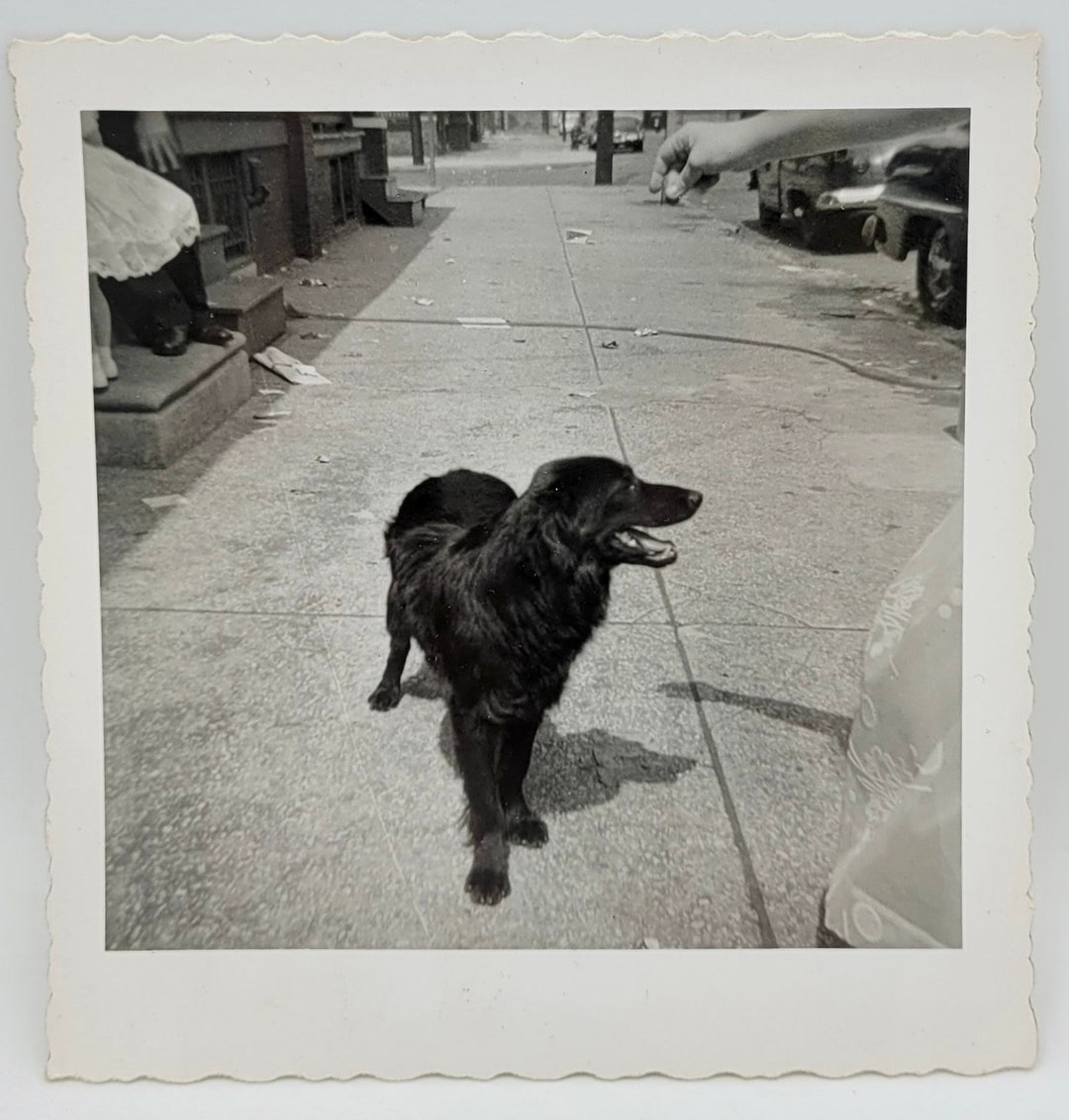 Hand and Prince the Dog~vintage Photo~side Border Frames Have View of ...