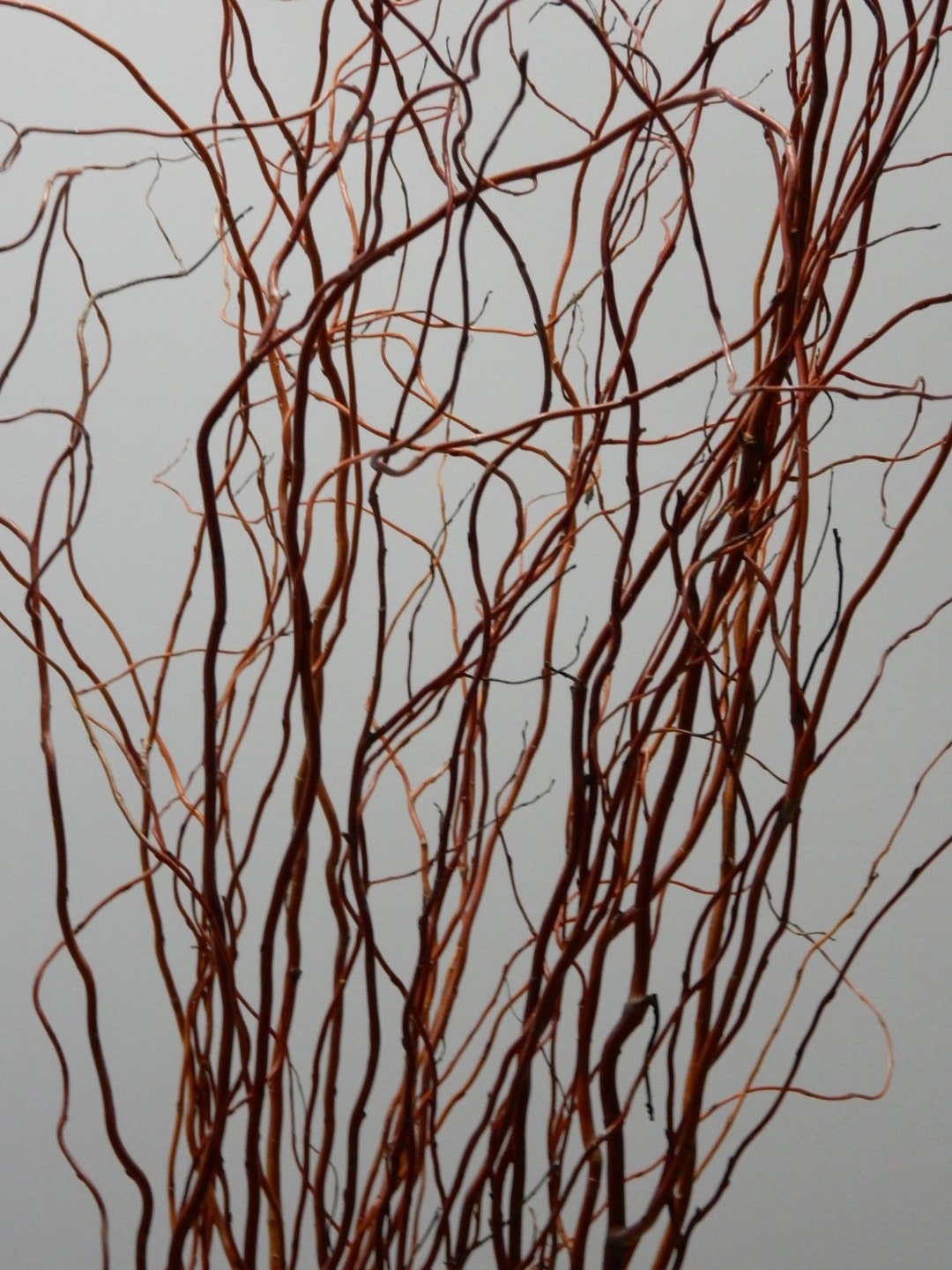 60" Curly Willow Stems/ Curly Willow Branches/ 50 Count / Floral Design ...