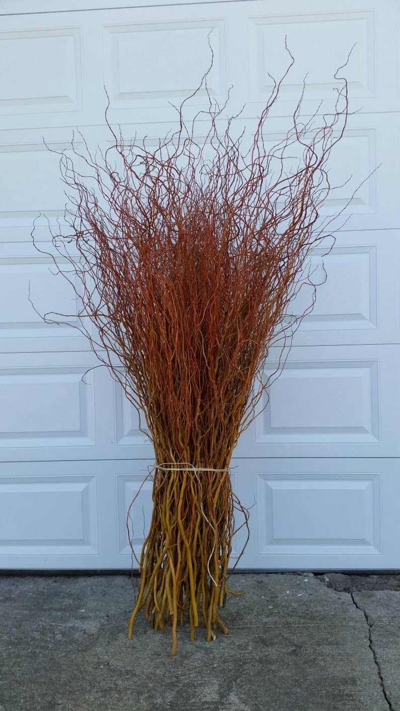 60 Curly Willow Stems/ Curly Willow Branches/ 25 Count / Floral Design ...