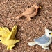 Bird Push Pins,bird Lover Gift,thumbtacks,bird Gifts for Mom,pushpins ...