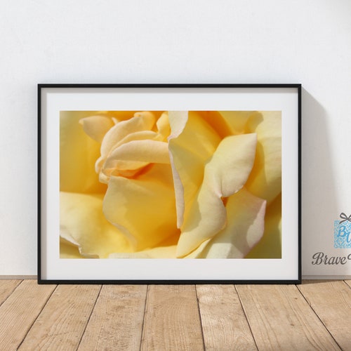 Yellow Rose Flower Yellow Rose Art Print Flower Wall - Etsy
