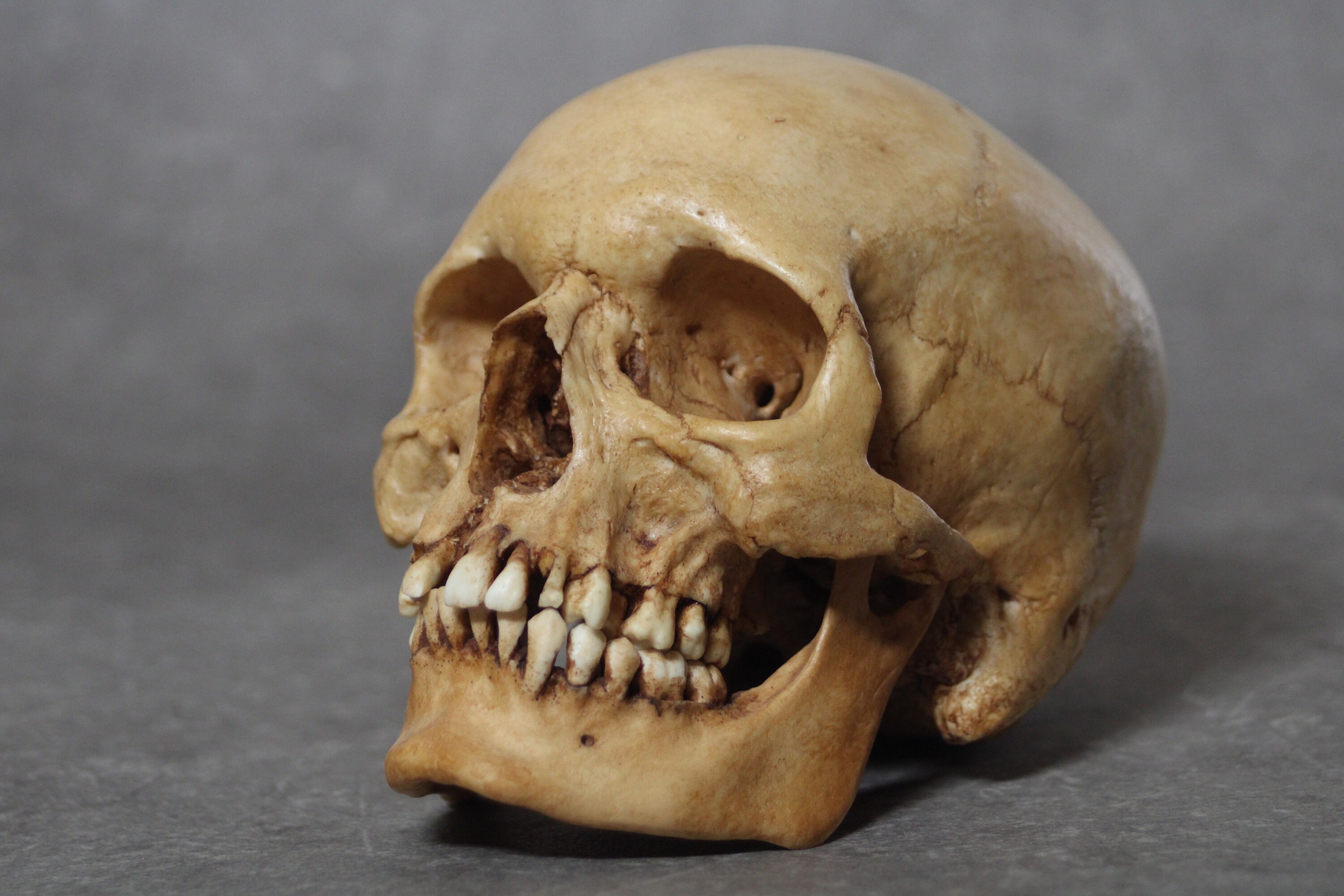 Human Skull Ultra Realistic Replica Anatomy Curiosity - Etsy