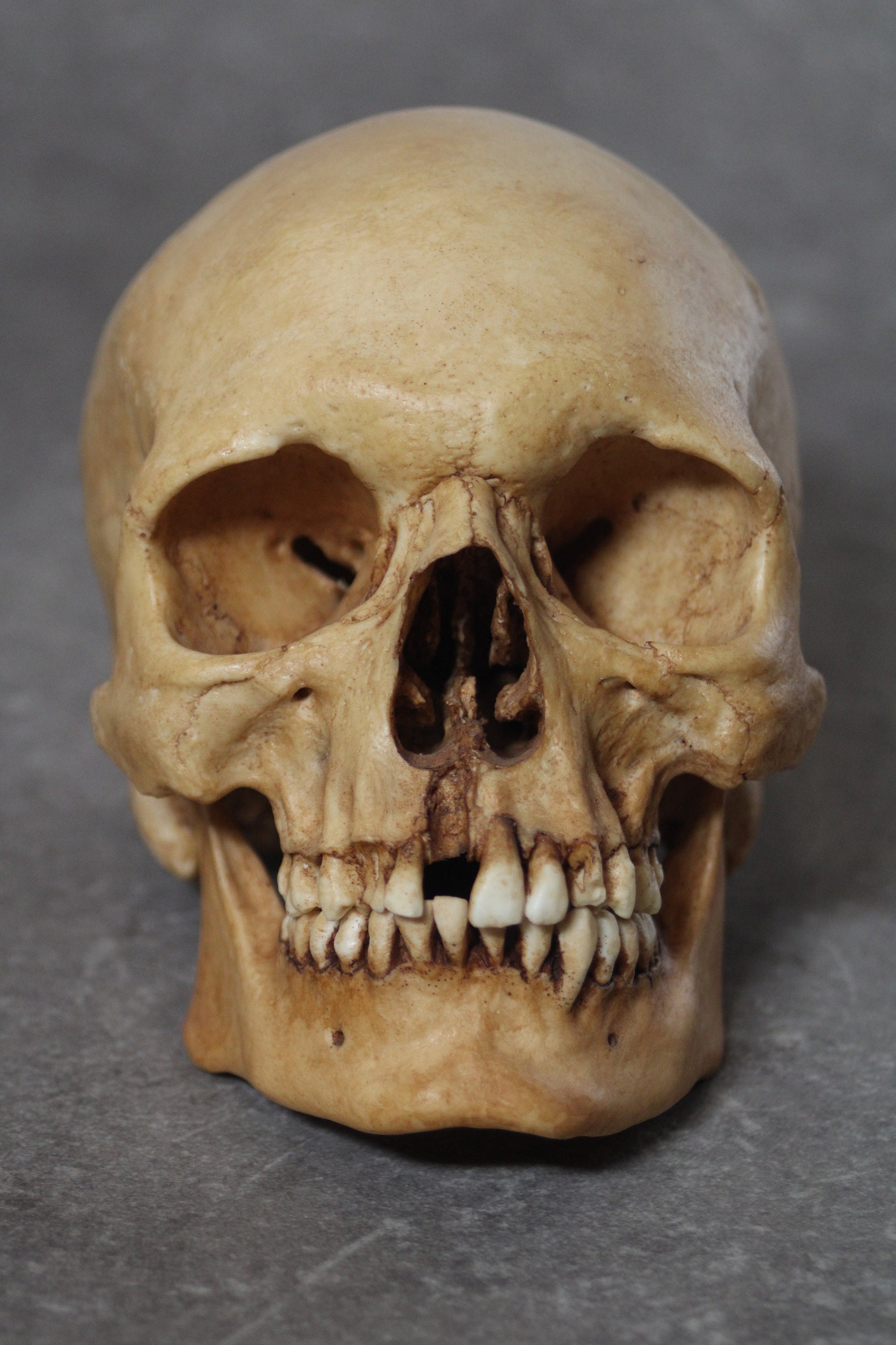 Human Skull Ultra Realistic Replica Anatomy Curiosity - Etsy