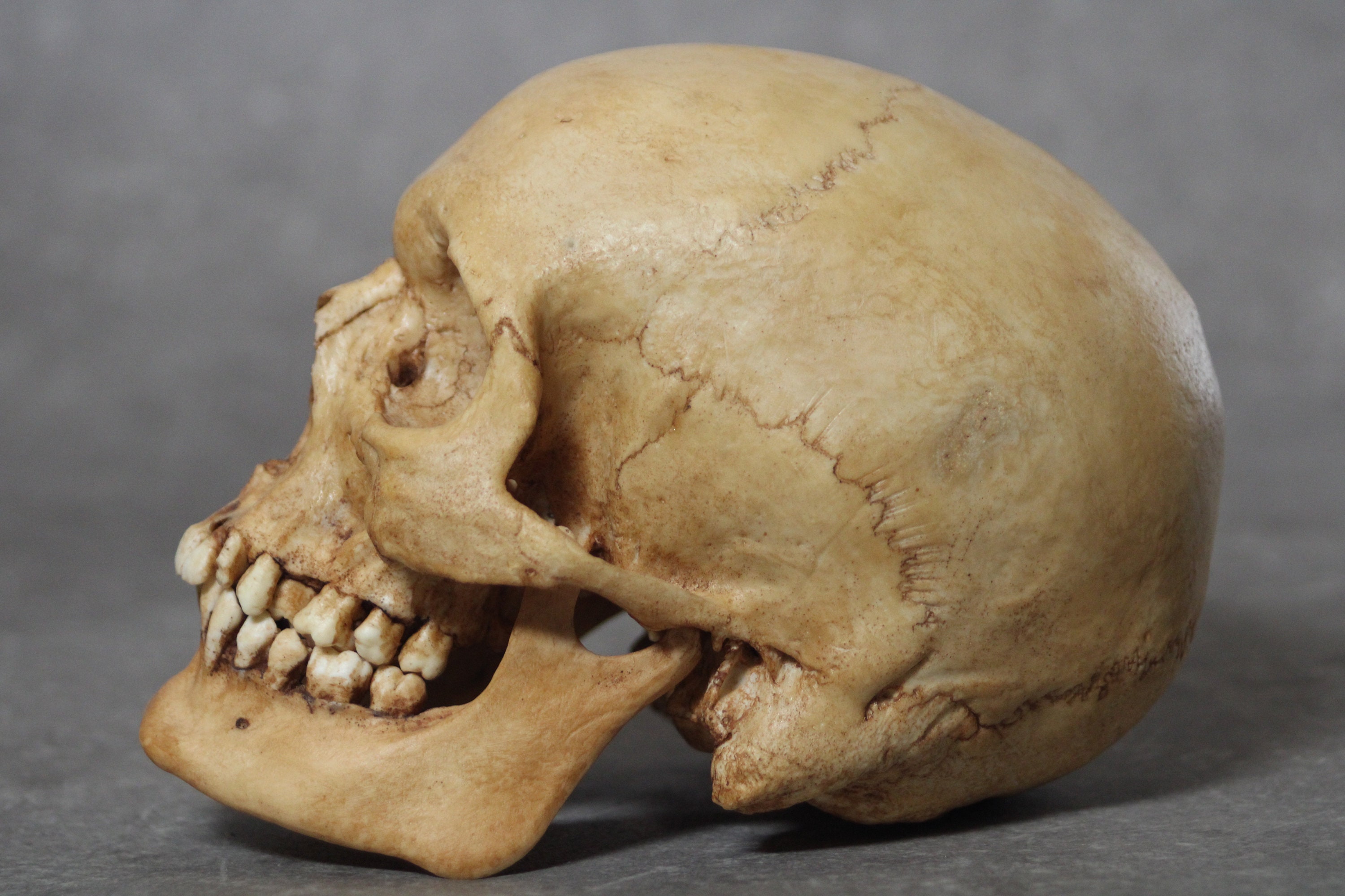 Human Skull Ultra Realistic Replica Anatomy Curiosity - Etsy