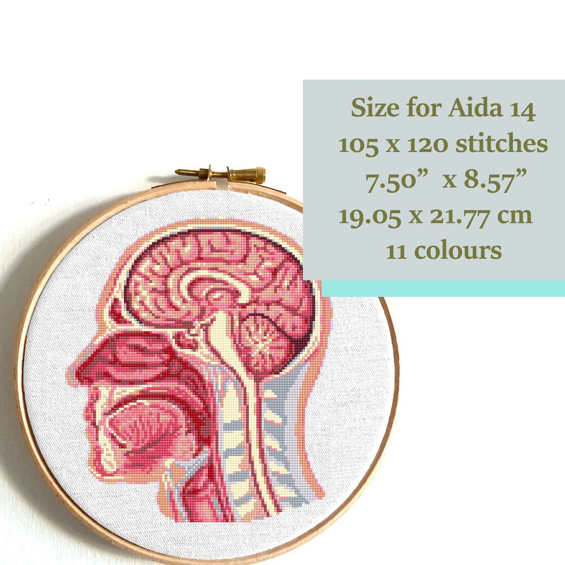 Brain Cross Stitch Pattern Human Anatomy Brain Cross Stitch - Etsy