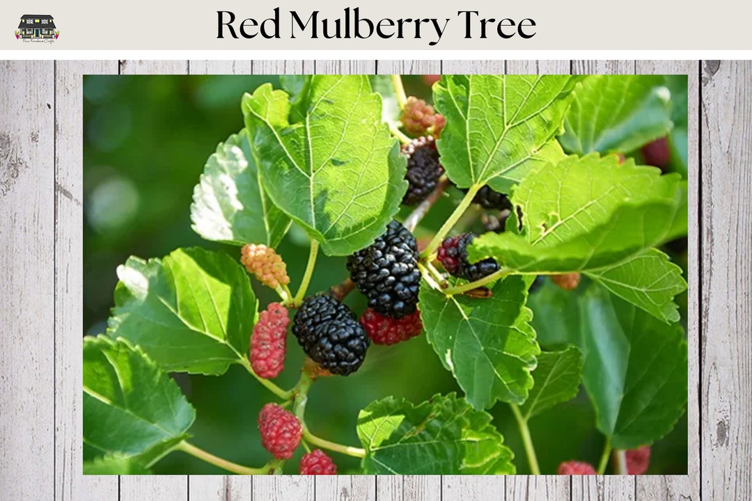 Mulberry Tree Cuttings: Fast Growing, Easy to Root (6-8") - Etsy