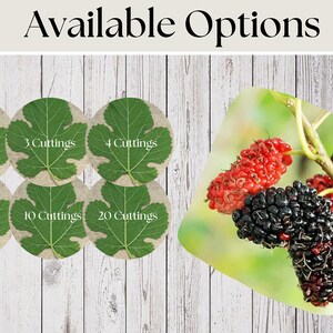 Mulberry Tree Cuttings: Fast Growing, Easy to Root (6-8") - Etsy