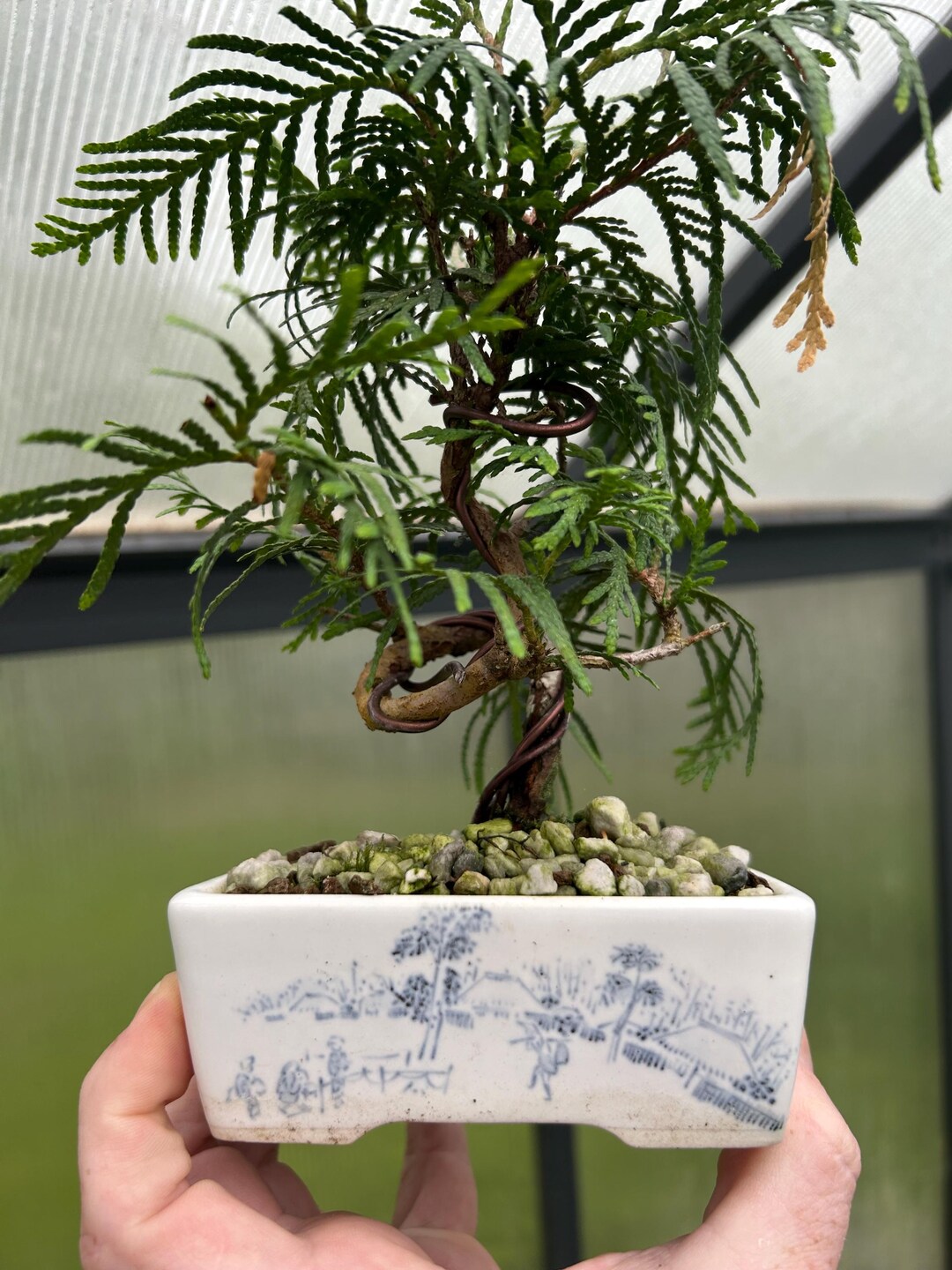 Eastern White Cedar Bonsai Vintage Bonsai Pot - Etsy