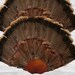 Double Turkey Fan Mount - Etsy