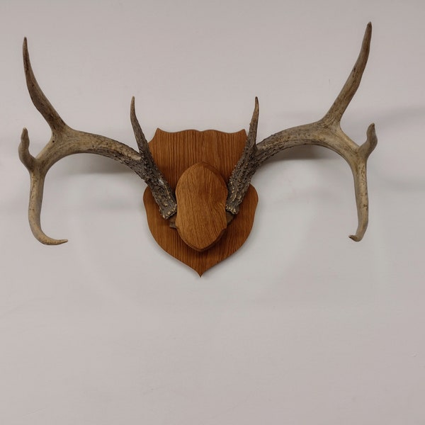 Deer Wall Mount - Etsy