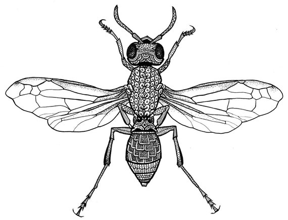 Wasp Fine Art Print: Hand Drawn 8x10 Pen and Ink Original | Etsy