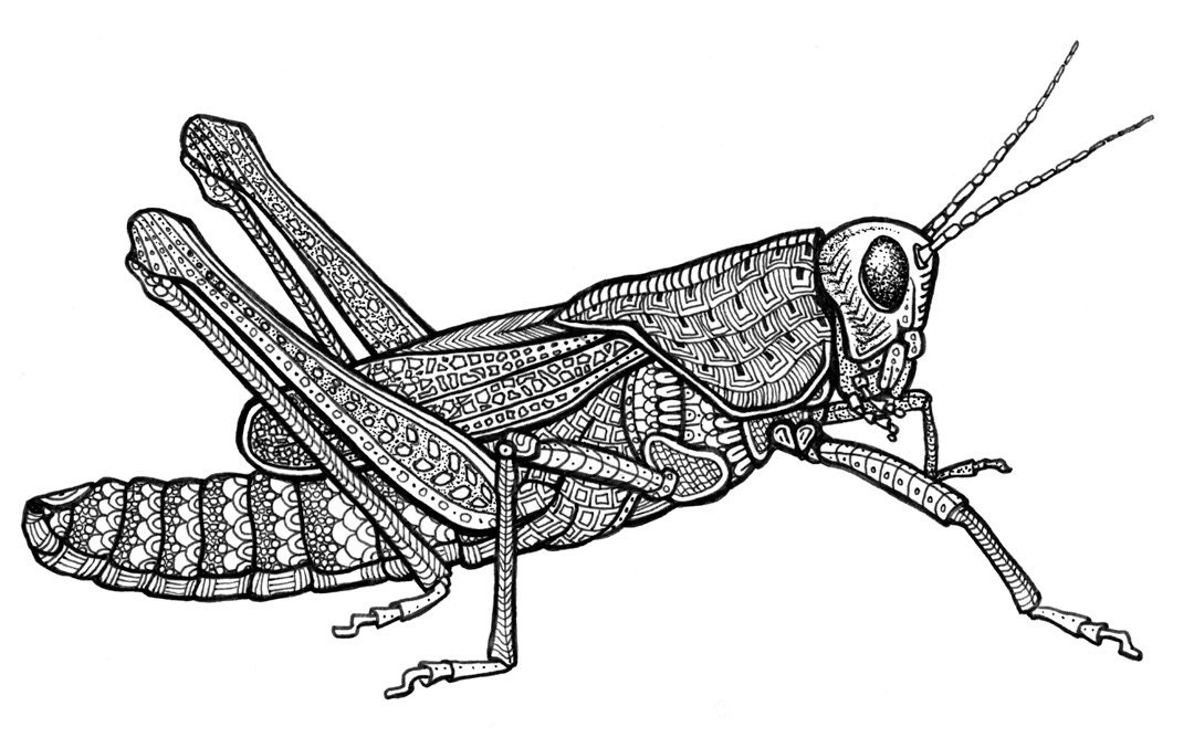 Grasshopper Drawing Outline