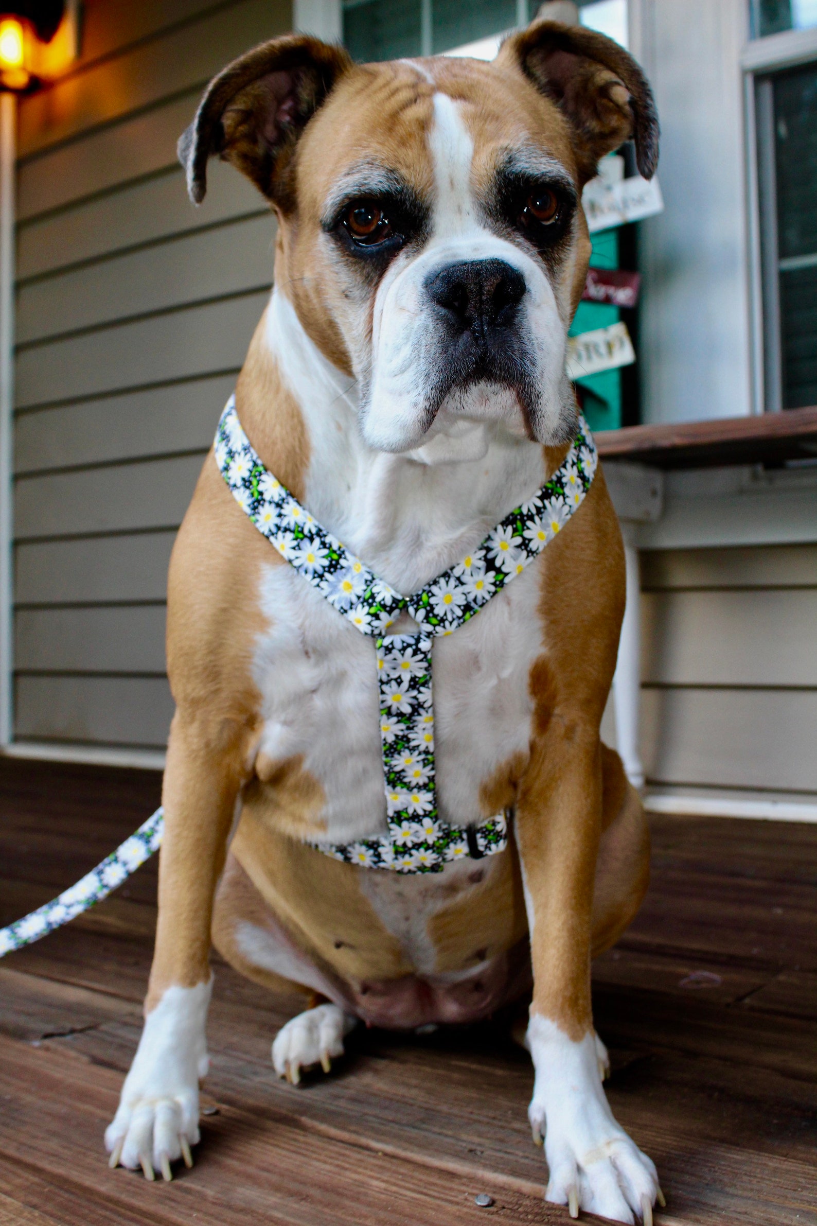 Daisy Dog Harness - Personalized Dog Harness - Girl Dog Harness ...