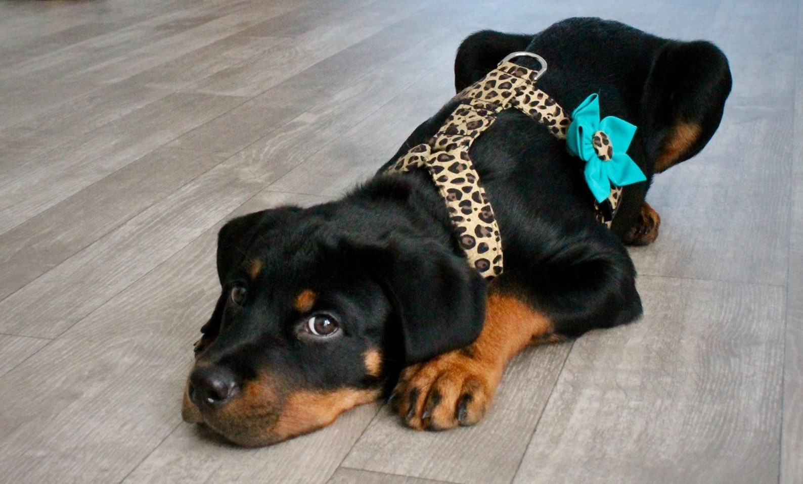 Leopard Print Dog Harness - Personalized Dog Harness - Jaguar Dog ...