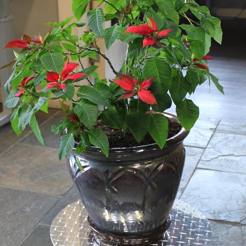 Round Plant Stand 20 - Etsy