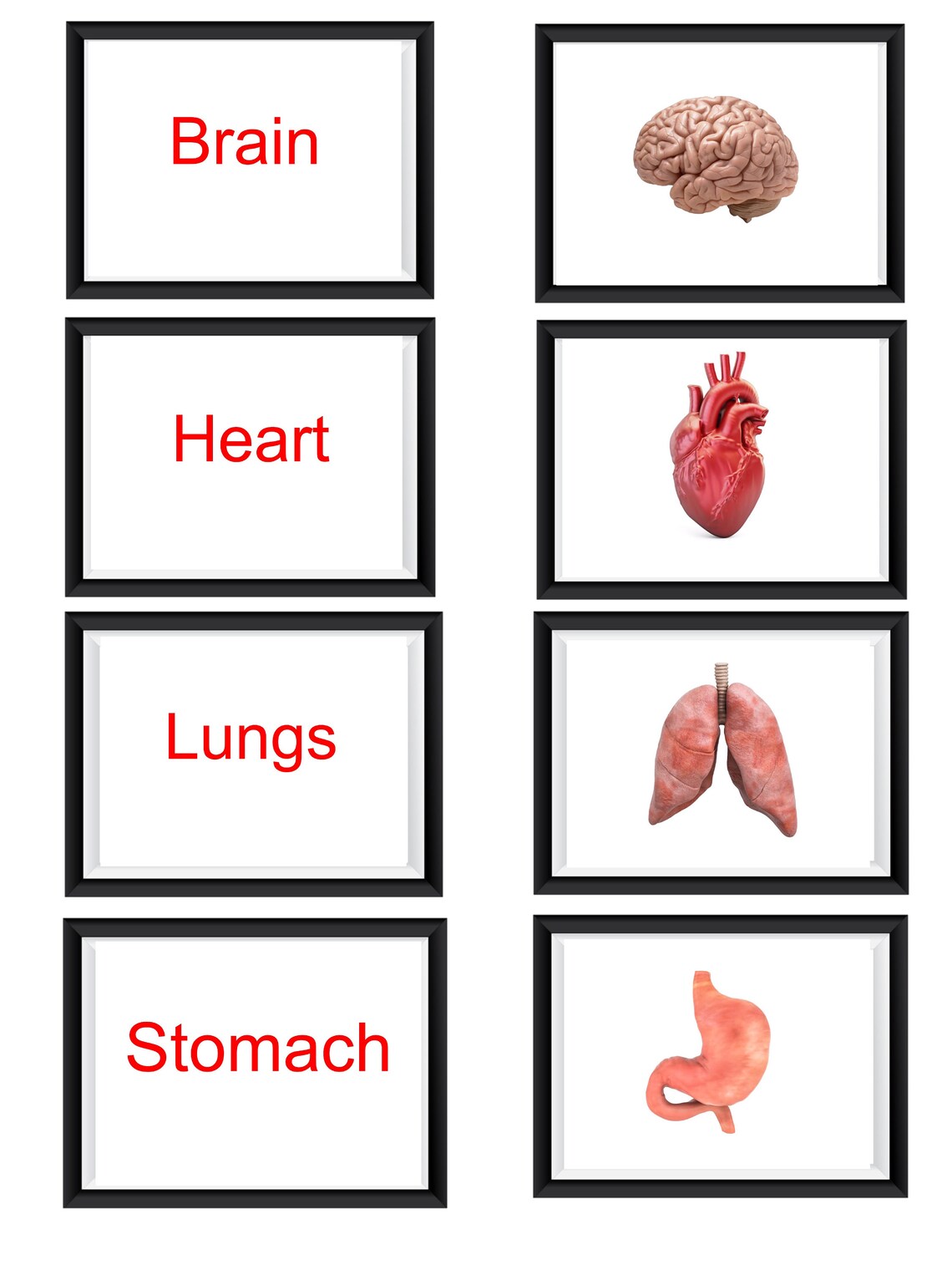 Organ Anatomy Flashcards at Edward Criss blog