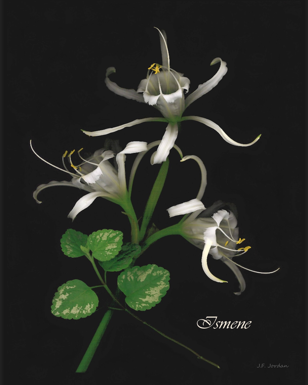 Ismene 8"x10" Print - Etsy