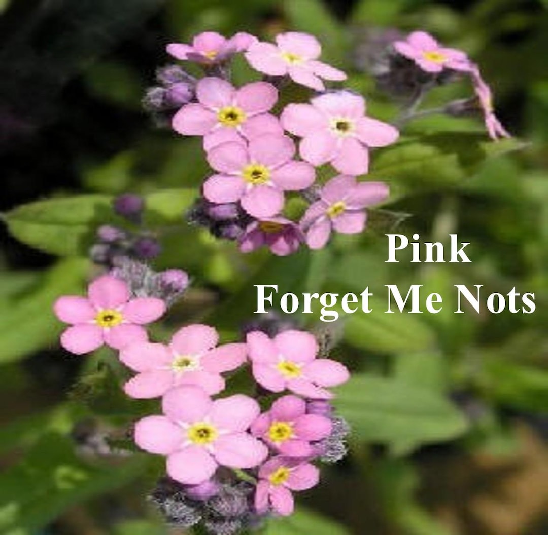 Pink Forget-me-not Flower Seeds. - Etsy