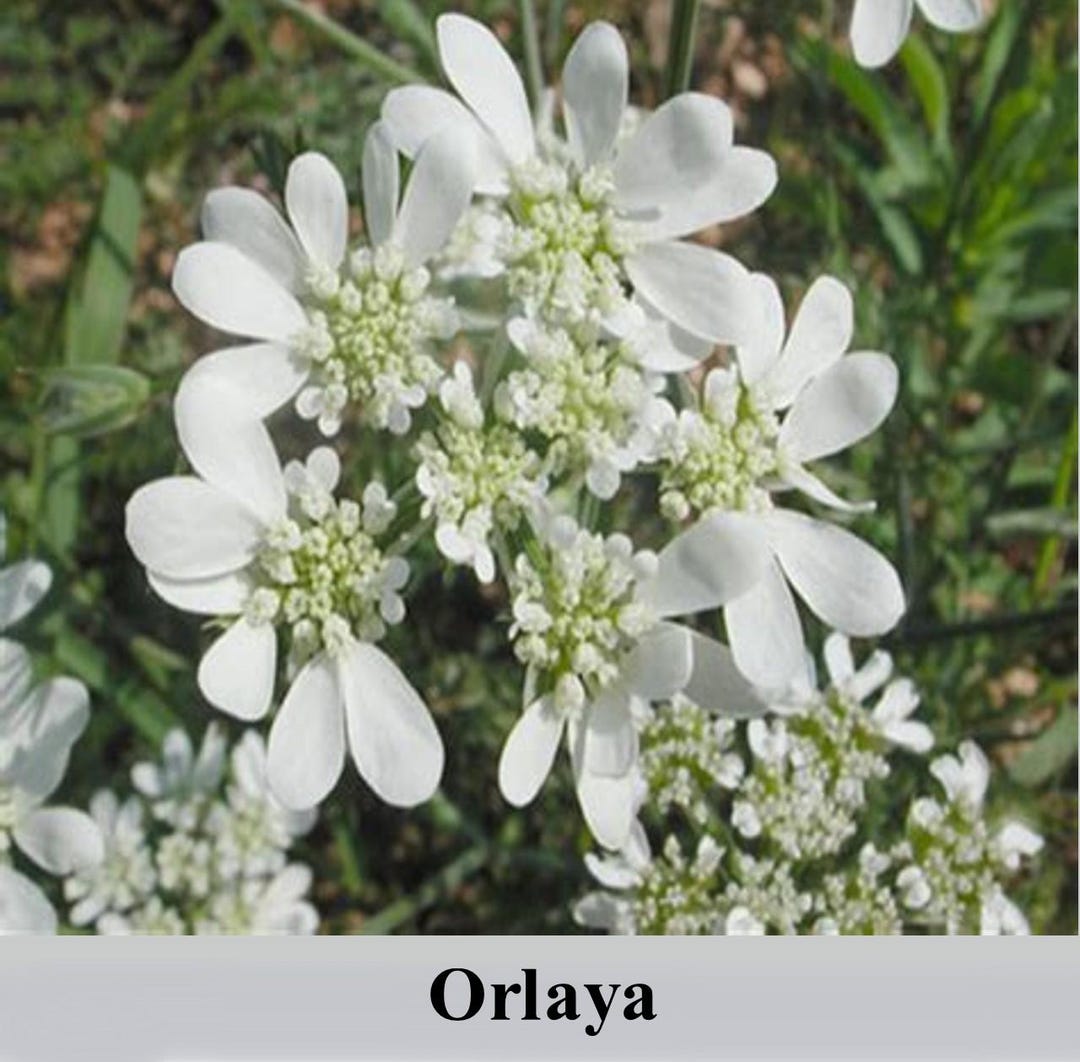 Orlaya Hardy Annual Reseeding Seeds. - Etsy