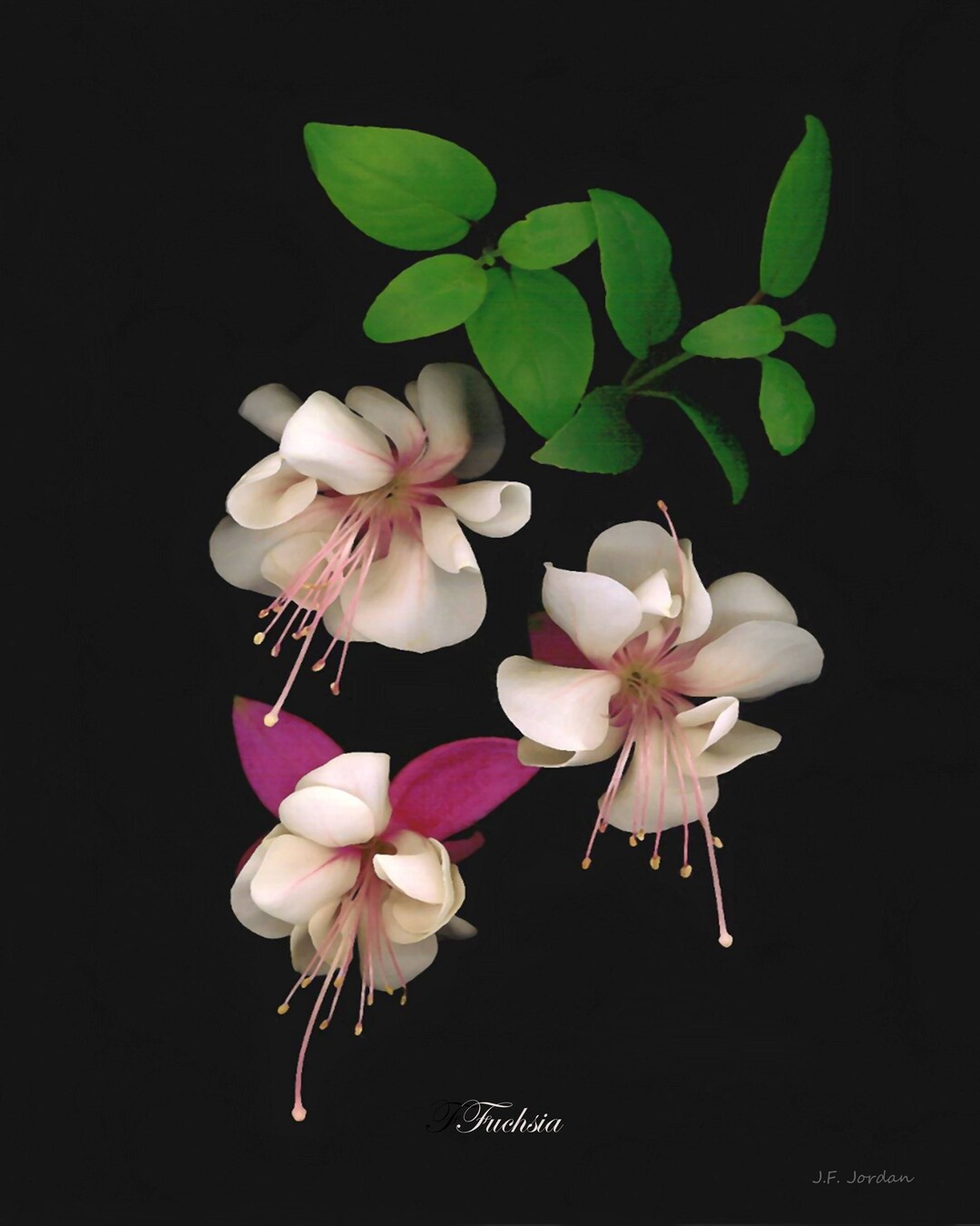 Fuchsia 8"x10" Print - Etsy