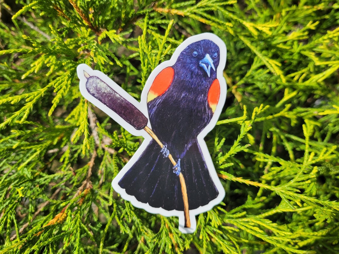 Redwing Black Bird - Sticker - Etsy