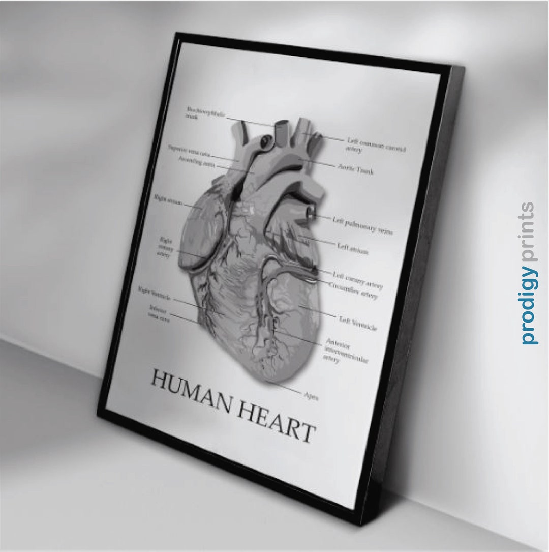 Human Heart Print, Anatomy Print, Anatomy Poster, Medical Poster - Etsy