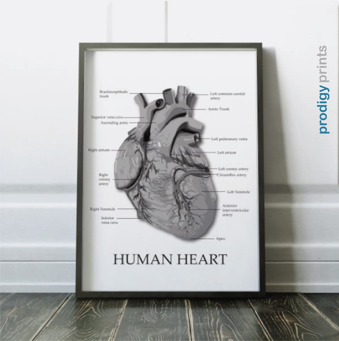 Human Heart Print Anatomy Print Anatomy Poster Medical - Etsy Australia