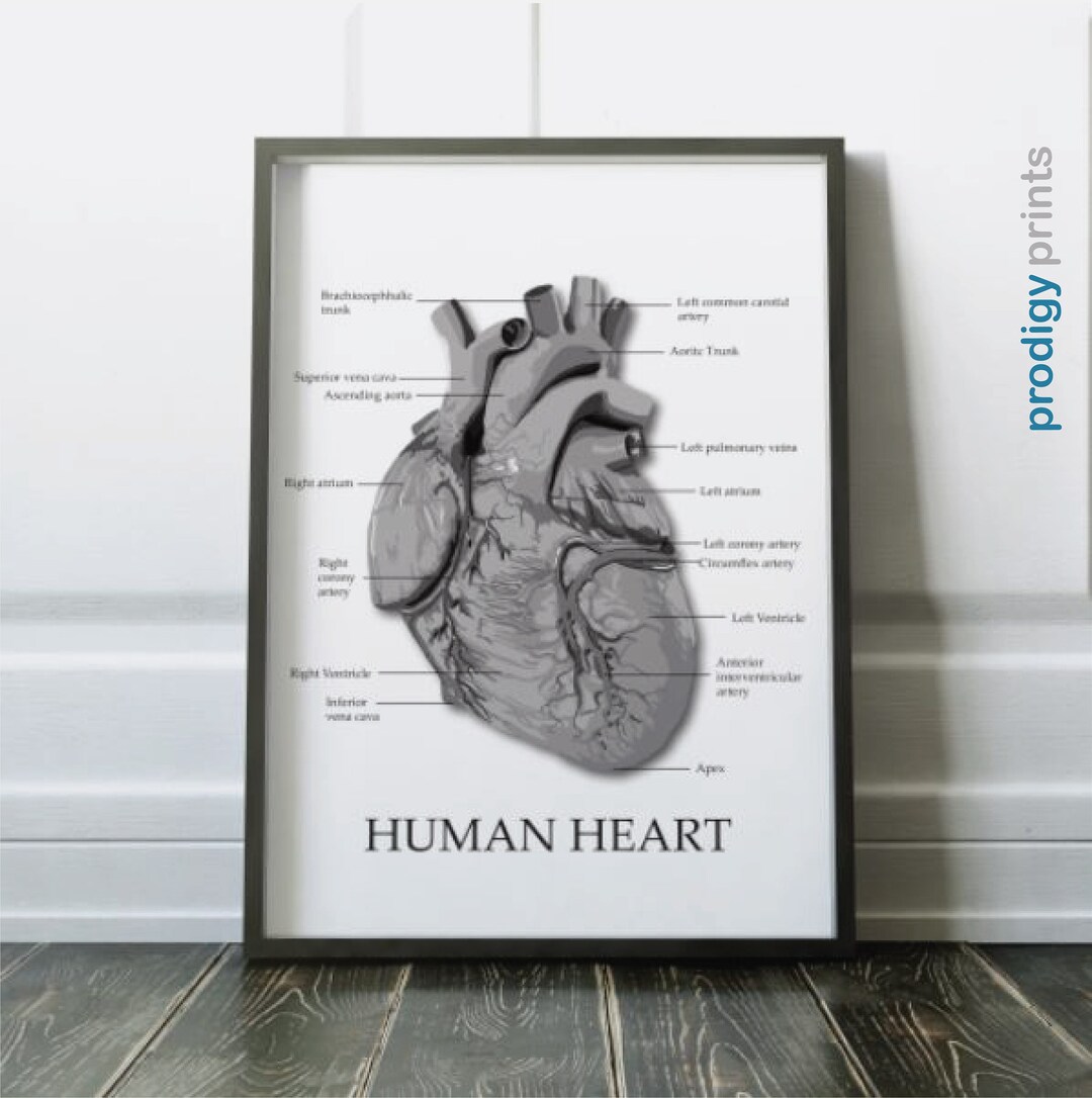 Human Heart Print, Detailed Human Heart, Anatomy Print, Unique Wall Art ...