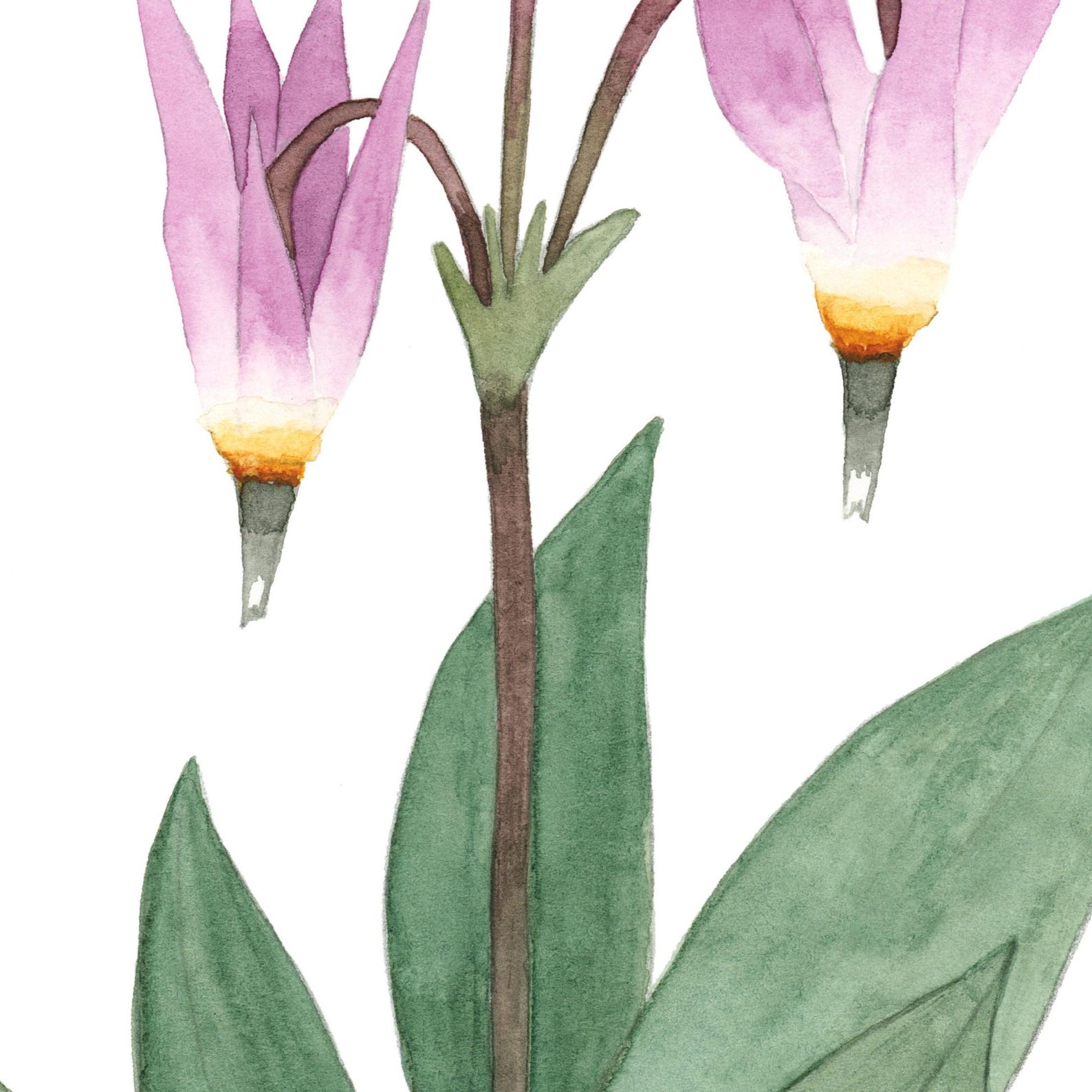 Pink Flower Botanical Art Print, Watercolour Shooting Star Painting - Etsy