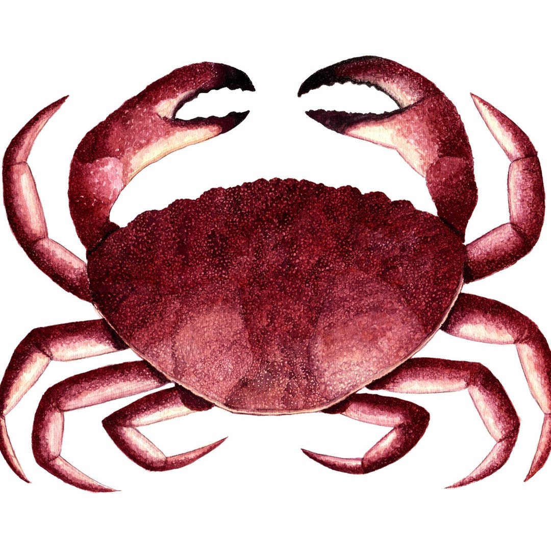 Red Crab Art Print, Watercolour Ocean Life Painting - Etsy