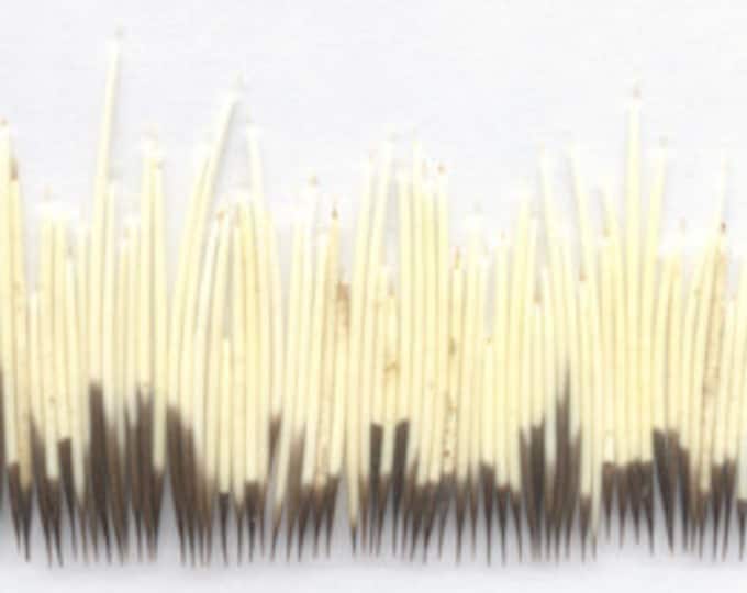 American Porcupine Quills, Quill, Body Jewelry, Septum Spike, Thin ...