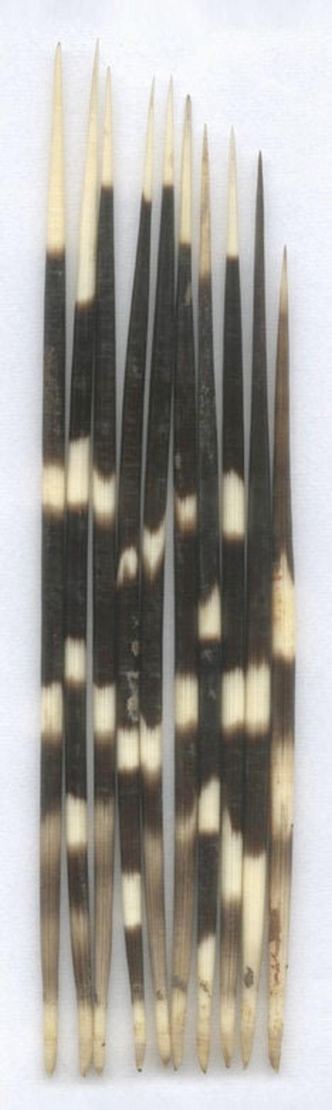 African Porcupine Quills, Long Quill, Hairstick, Body Jewelry, Septum ...