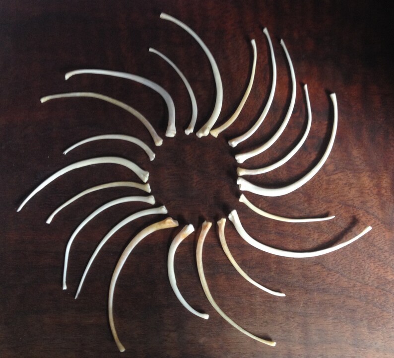 Python Ribs, Snake Rib Bone, Natural Bones, Genuine, Authentic, Raw ...