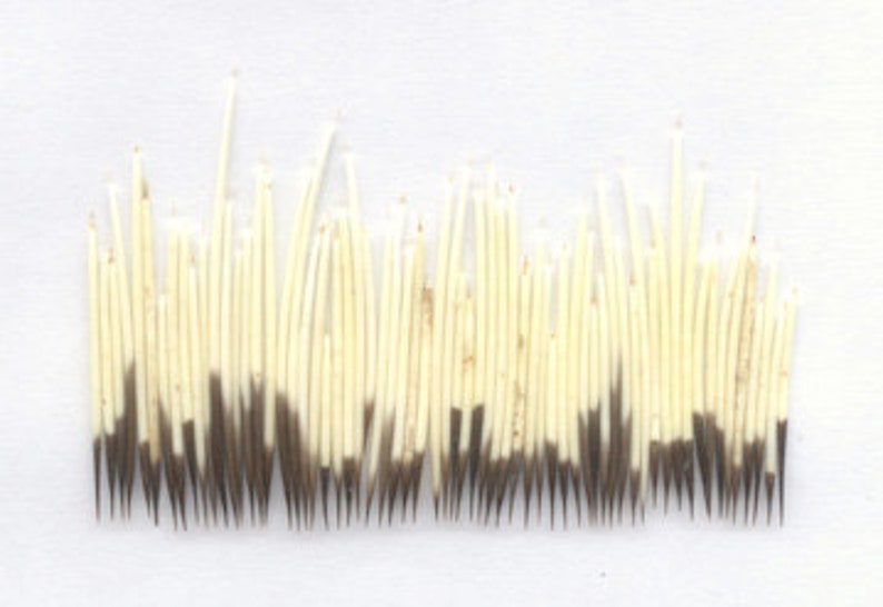 American Porcupine Quills Quill Body Jewelry Septum Spike - Etsy