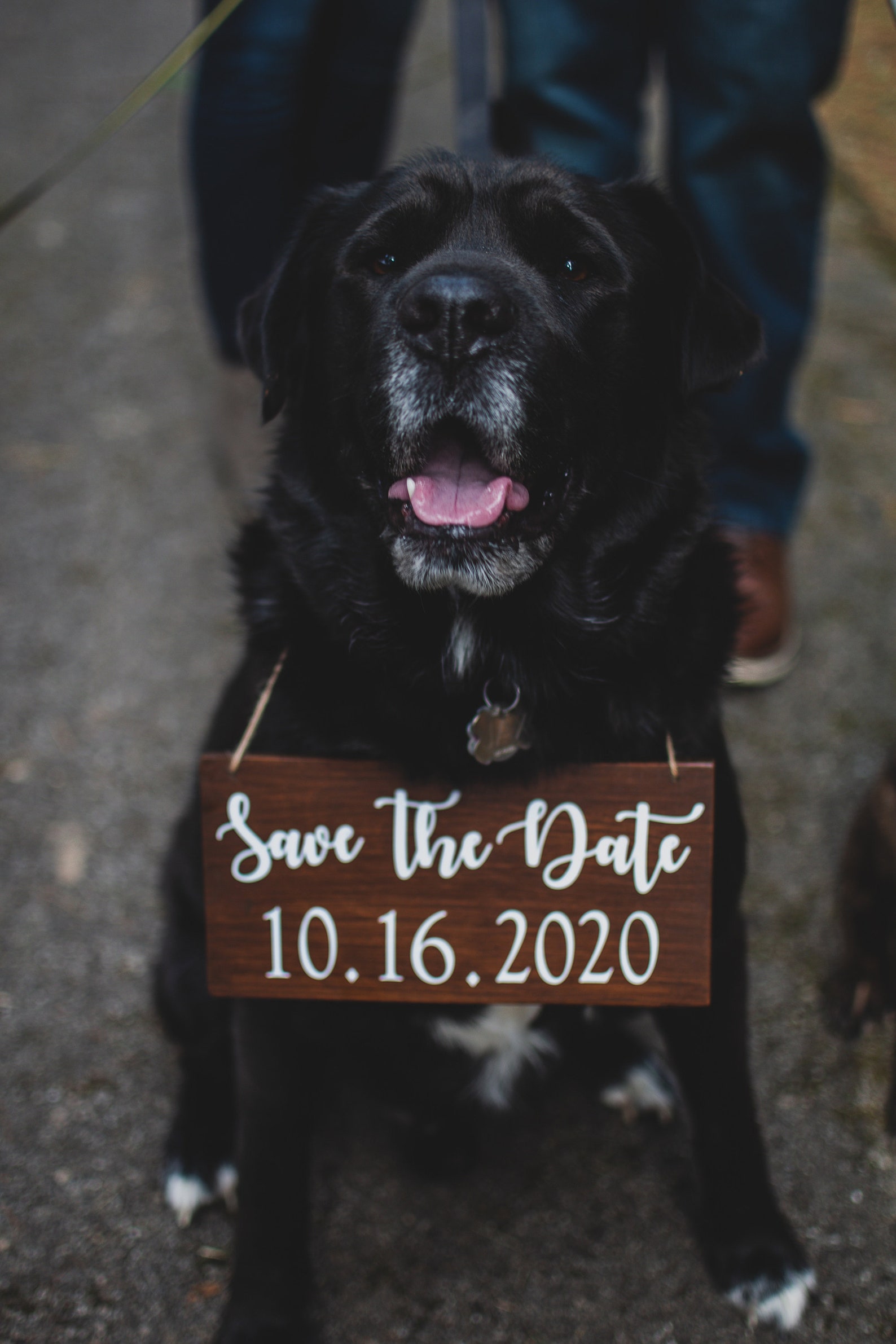 Pet Save the Date Sign Our Humans are Getting Married Sign | Etsy
