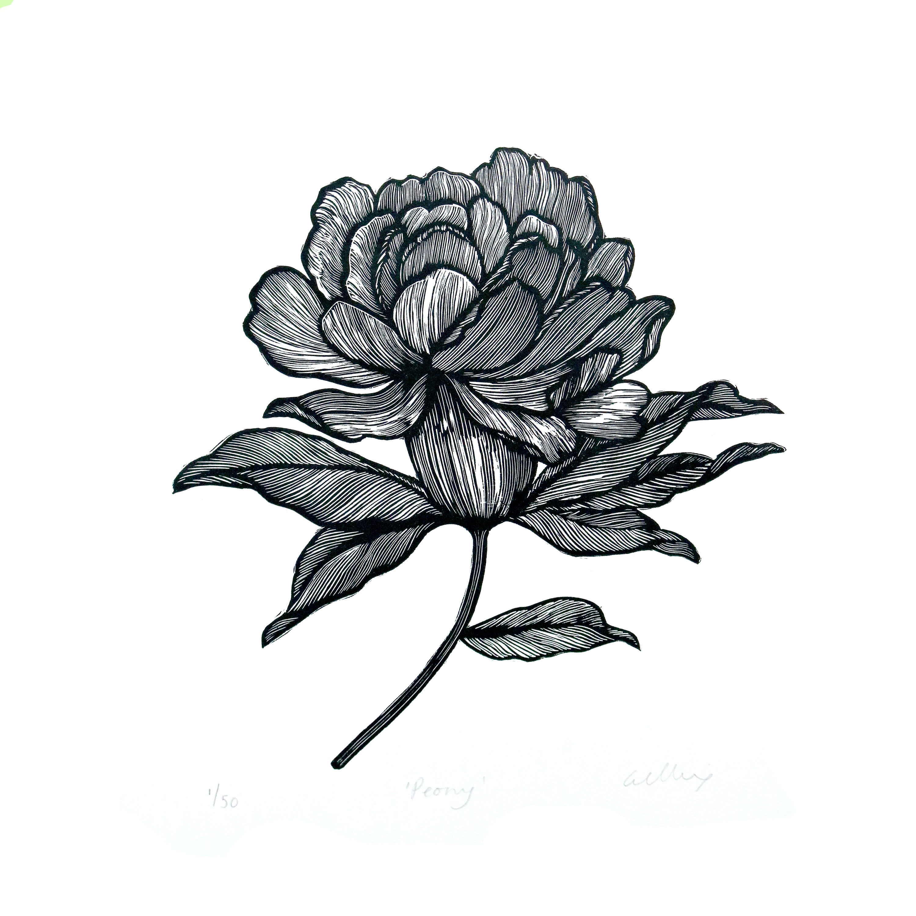 onlinestore buying Peony Rose Flower Flower Botanical Illustration Lino ...